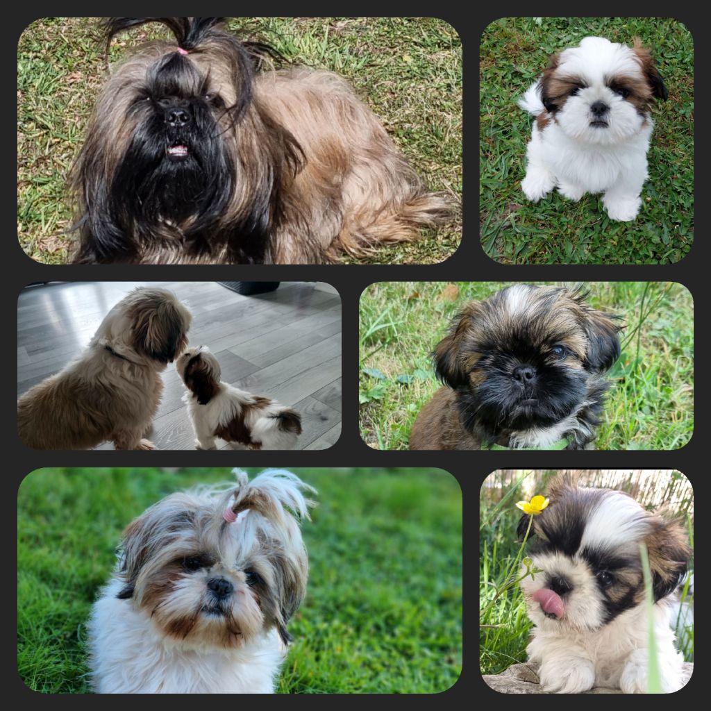 Accueil - Elevage The Dream Of Phoenix - eleveur de chiens Shih Tzu